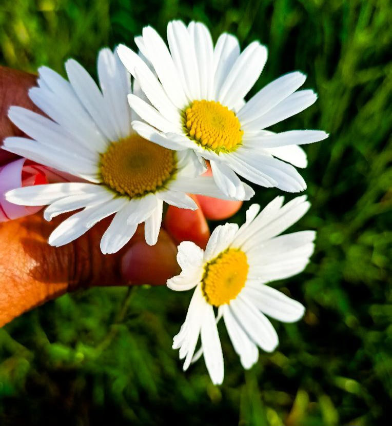 The Brummy Artist. – Brummy Artist UK